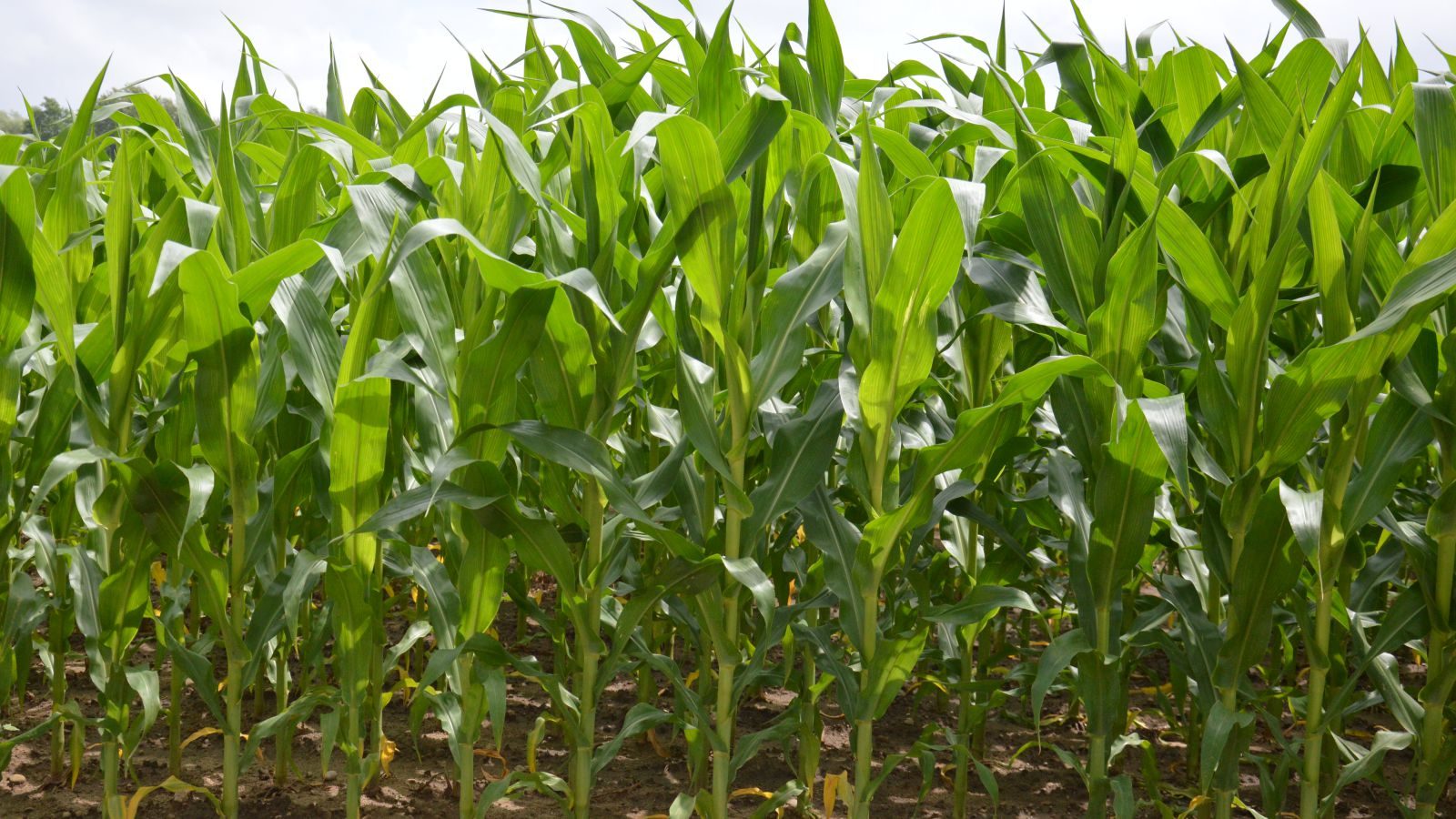 Bioethanol - Læs om bioethanol som biobrændsel