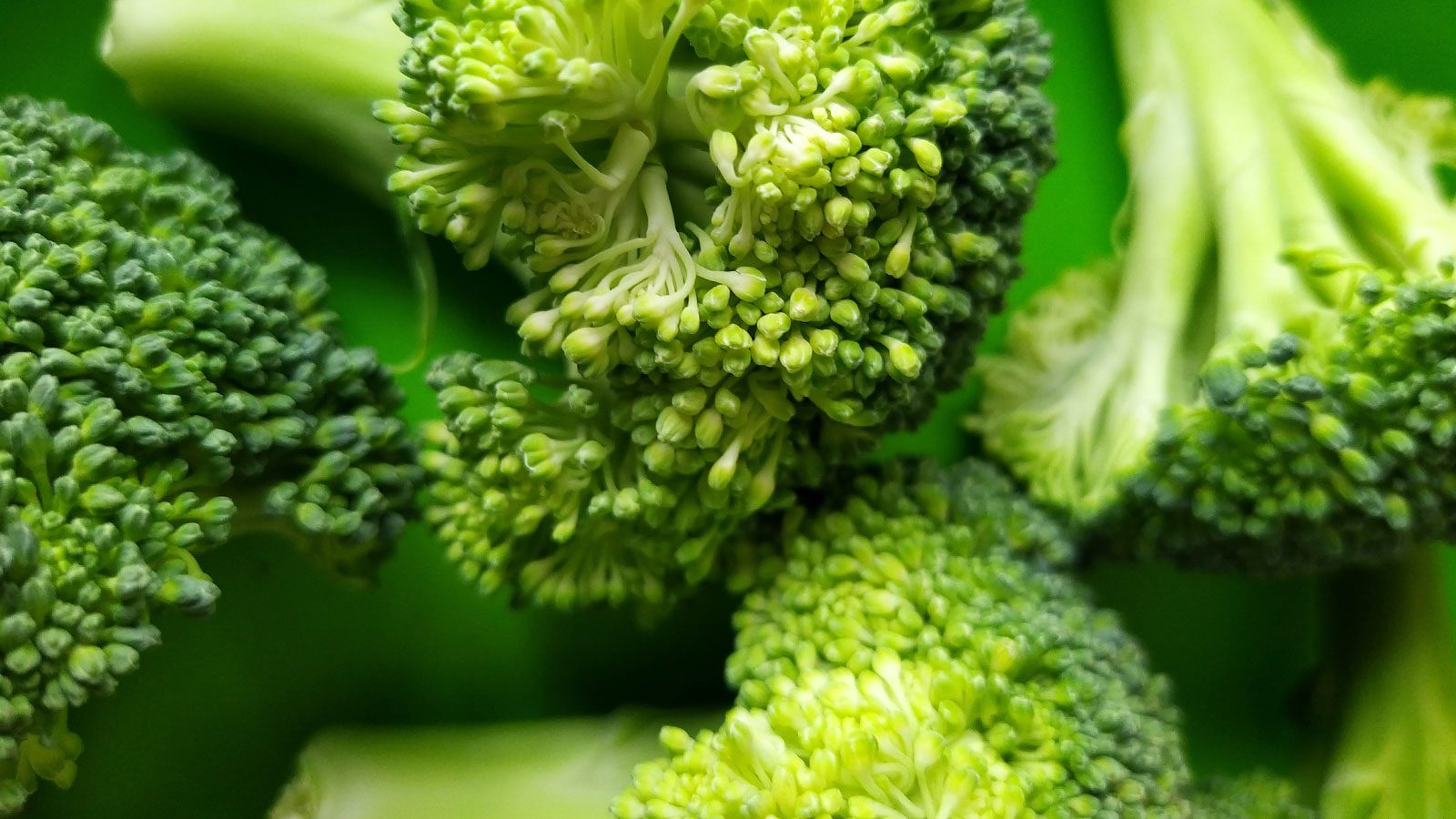 Klimavenlig mad: Sådan får du klimaet med på tallerkenen